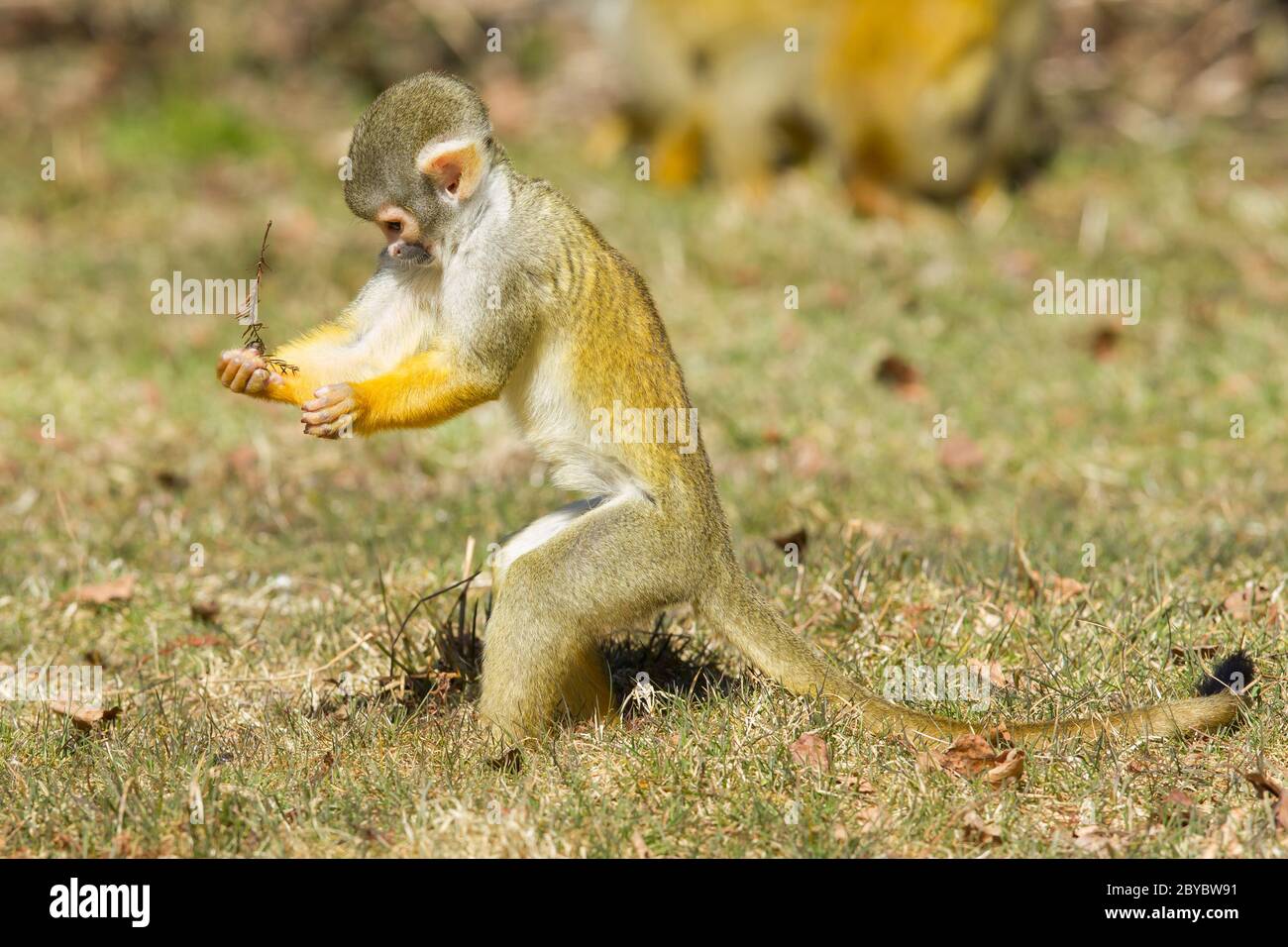Baby squirrel teeth hi-res stock photography and images - Alamy
