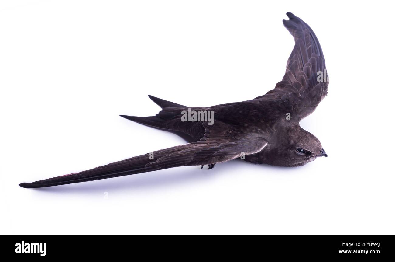 Young Common Swift bird isolated on white background Stock Photo - Alamy