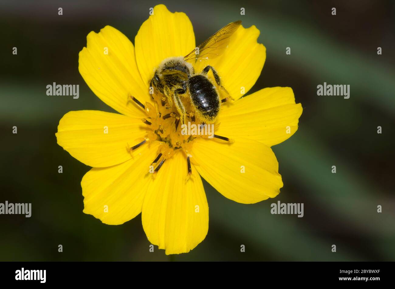 Mining Bee, Andrena sp., female foraging on Stiff Greenthread ...