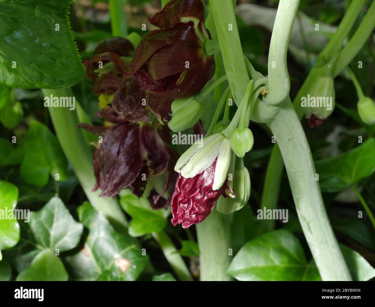 Leaf unfolding hi-res stock photography and images - Alamy