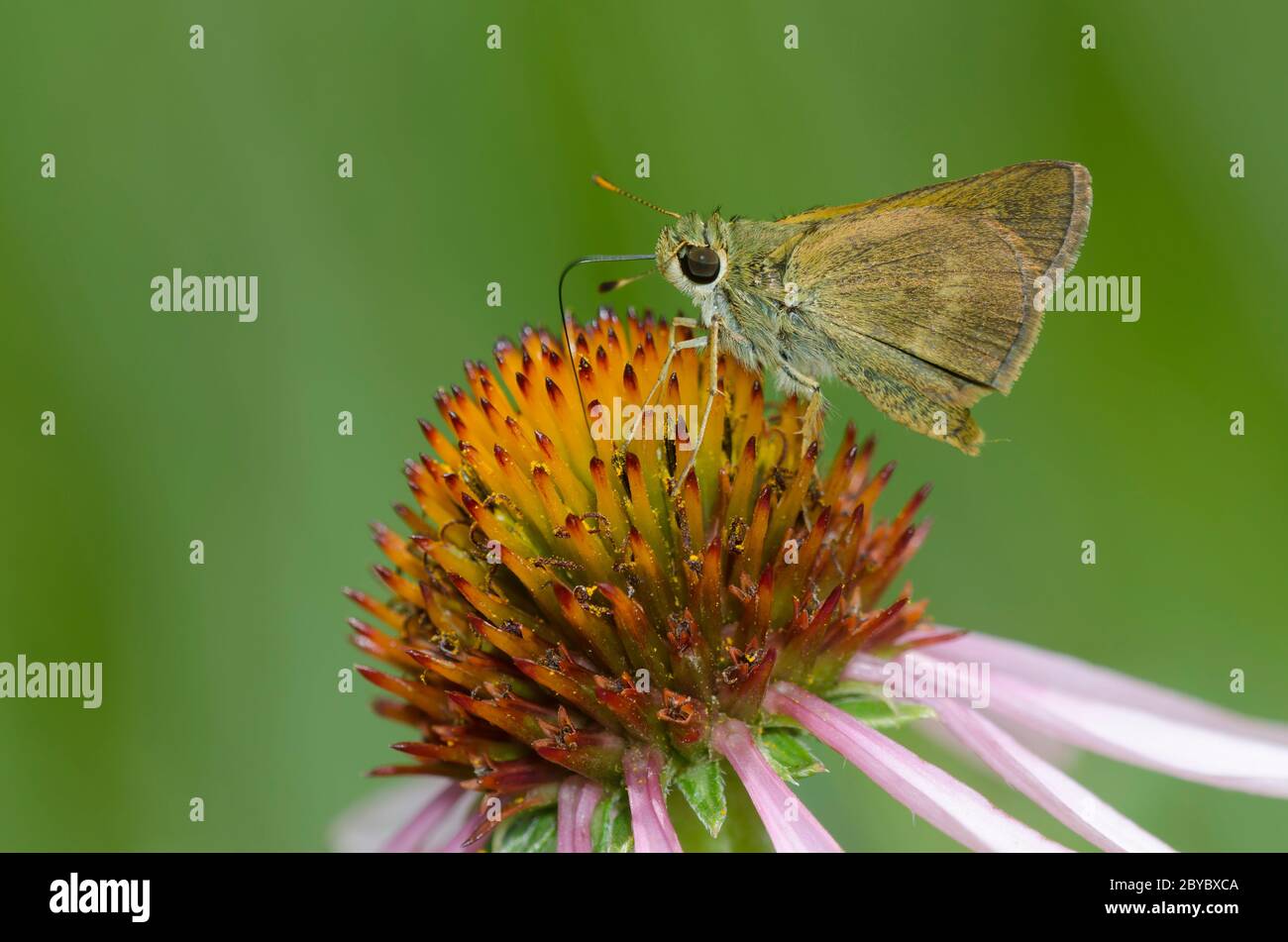 Northern Broken-dash, Polites egeremet, male nectaring from purple ...