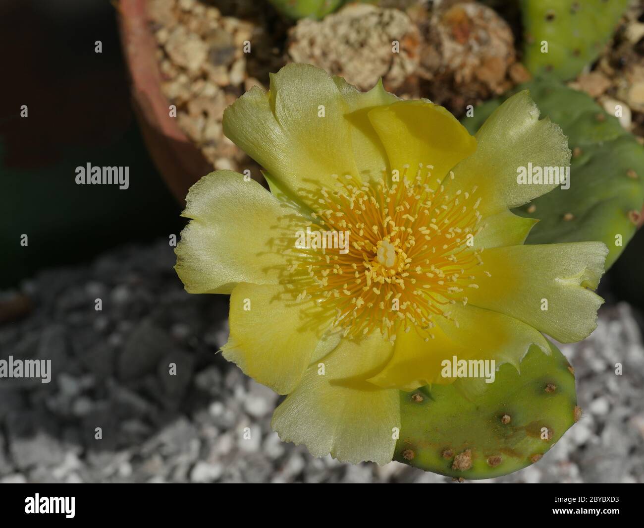 Yellow flower cactus hi-res stock photography and images - Alamy