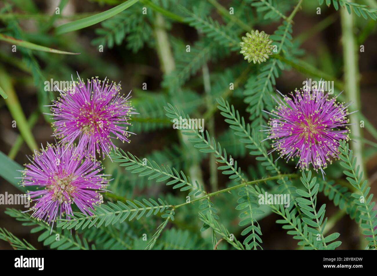 Mimosa nuttallii hi-res stock photography and images - Alamy
