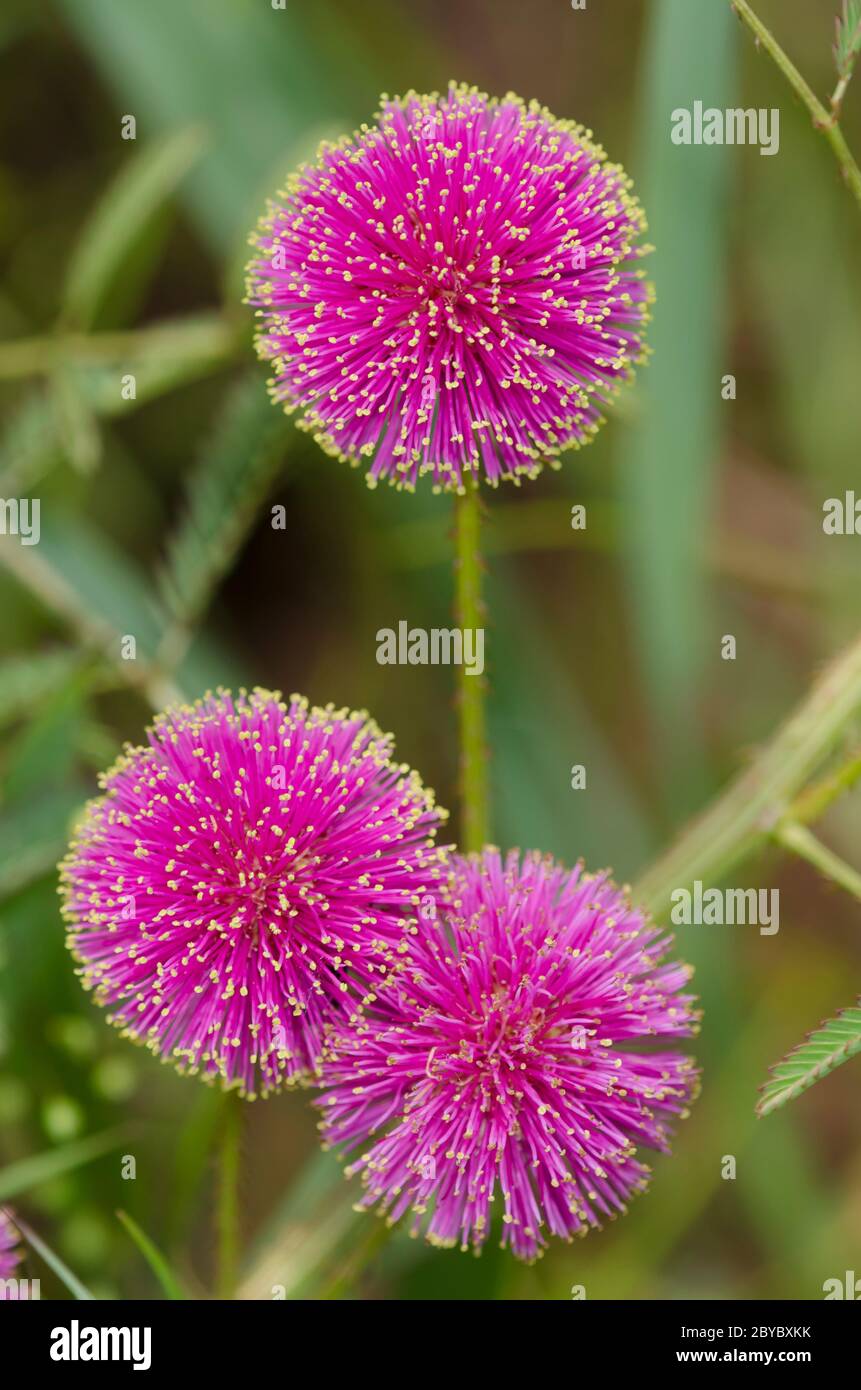 Sensitive Brier, Mimosa nuttallii Stock Photo - Alamy