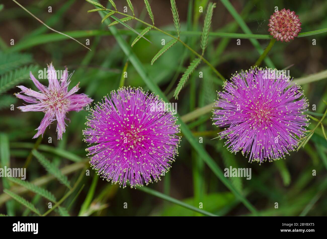 Mimosa nuttallii hi-res stock photography and images - Alamy