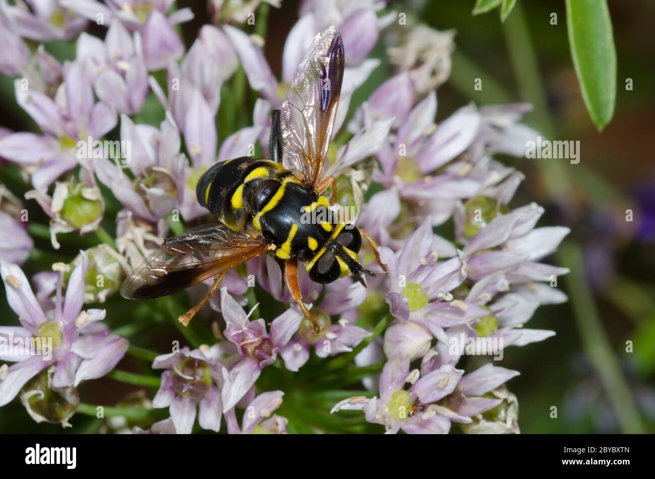 Syrphid Fly, Meromacrus acutus, female foraging on Meadow Garlic ...
