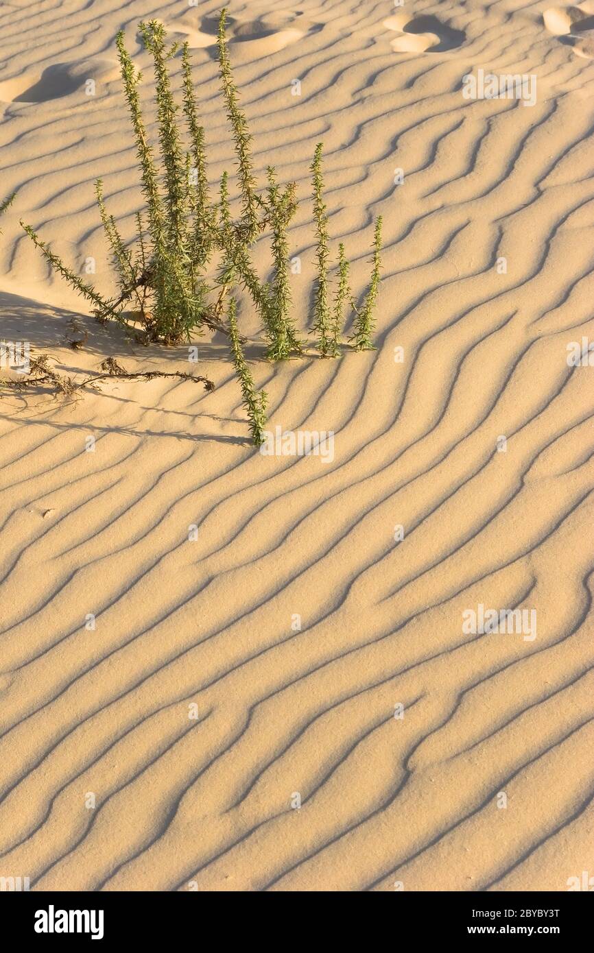 Sharp shadows on sand Stock Photo - Alamy
