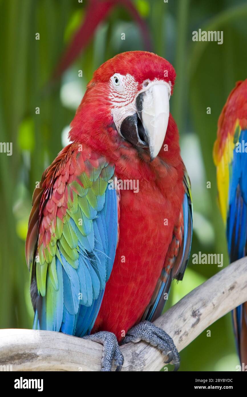 A bright red macaw parrot Stock Photo - Alamy