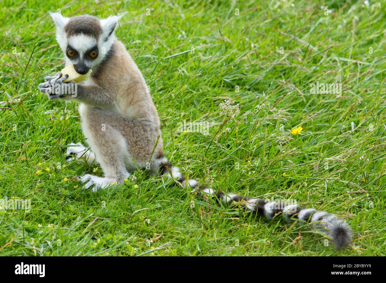 Ring-tailed lemur eating fruit Stock Photo - Alamy