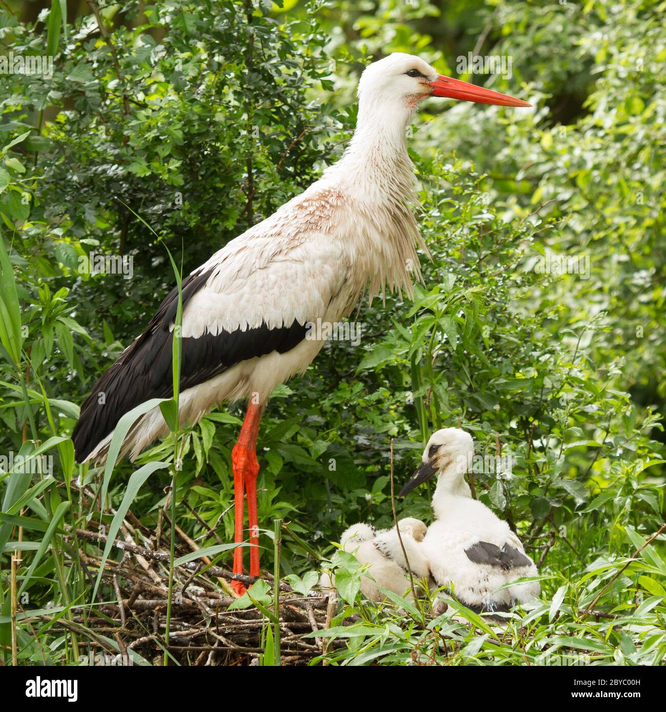 Stork with two chicks Stock Photo - Alamy