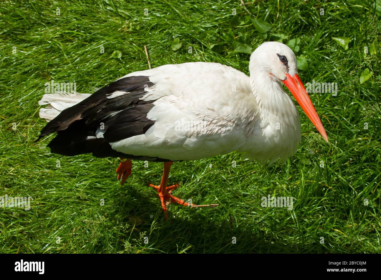 Stork in its natural habitat Stock Photo - Alamy