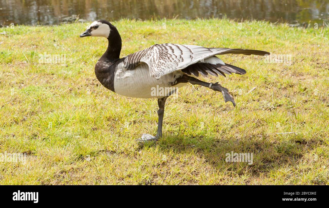Barnacle Goose stretching Stock Photo - Alamy