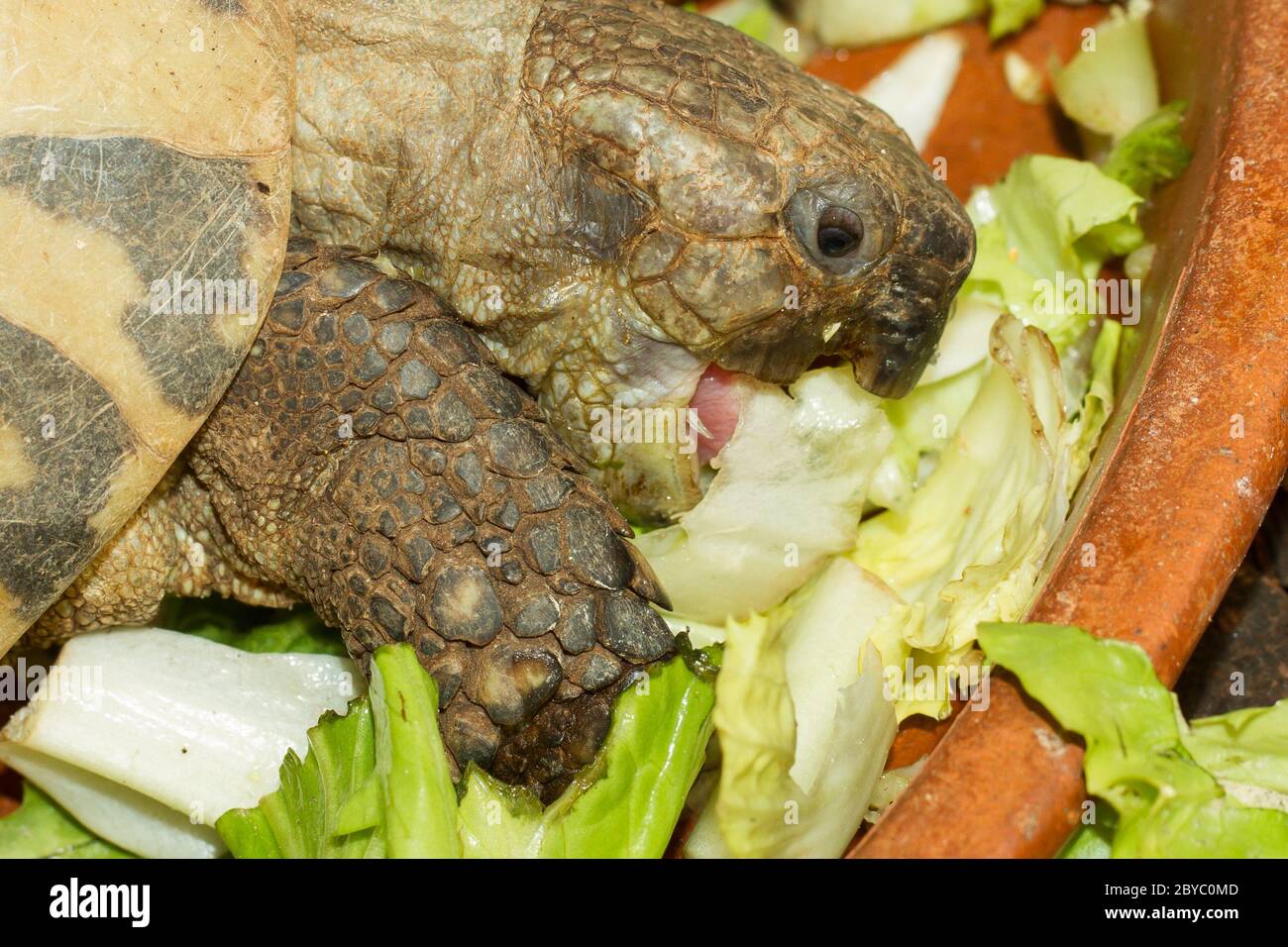 Hermann's Tortoise, turtle eating salad Stock Photo - Alamy