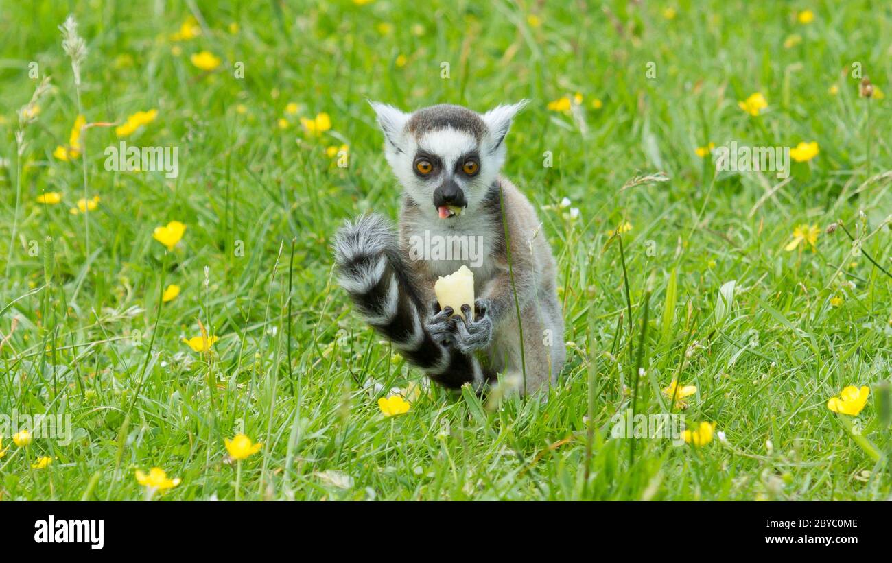 Ring-tailed lemur eating fruit Stock Photo - Alamy
