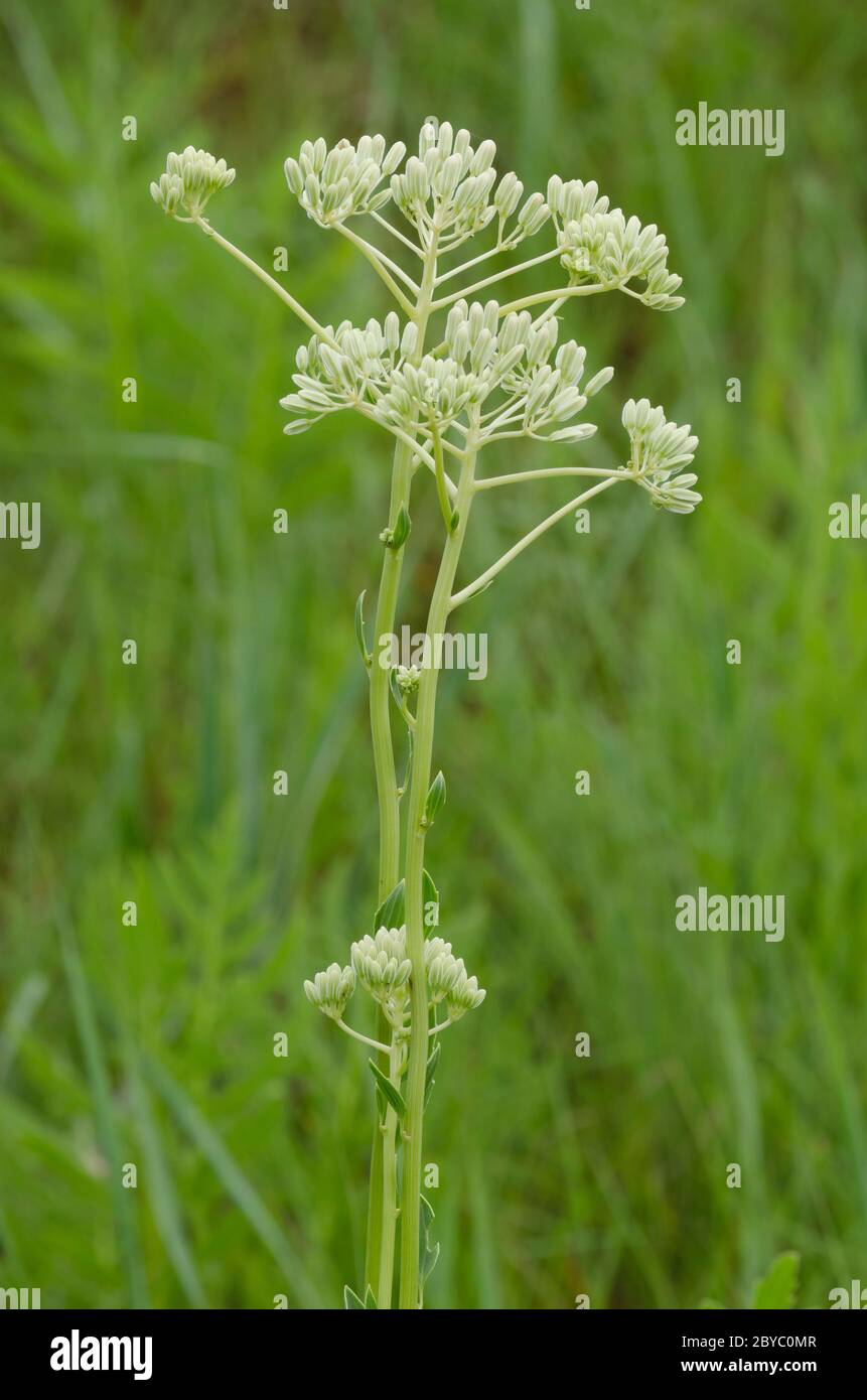 Prairie Indian Plantain, Arnoglossum plantagineum Stock Photo - Alamy
