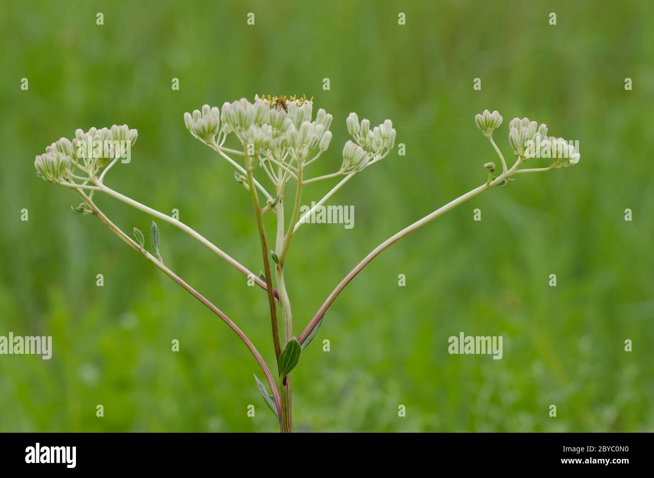 Prairie Indian Plantain, Arnoglossum plantagineum Stock Photo - Alamy