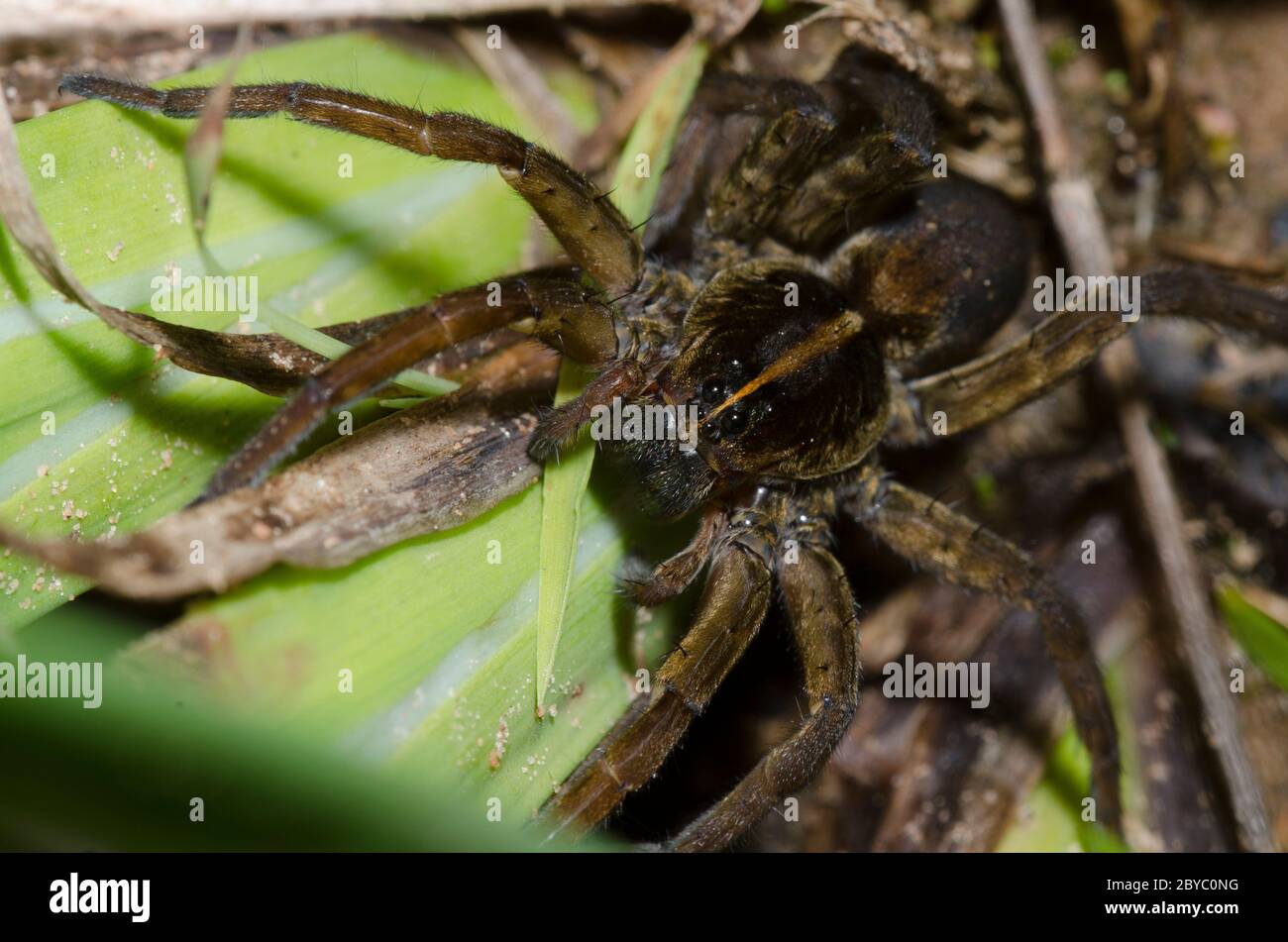 Wolf Spider, Tigrosa helluo Stock Photo - Alamy