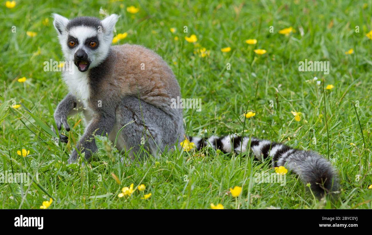 Ring-tailed lemur eating fruit Stock Photo - Alamy