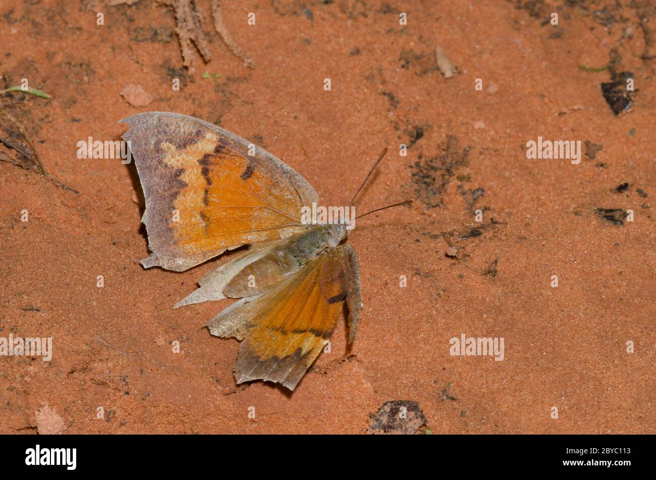 Goatweed Leafwing, Anaea andria, female worn and tattered Stock Photo ...