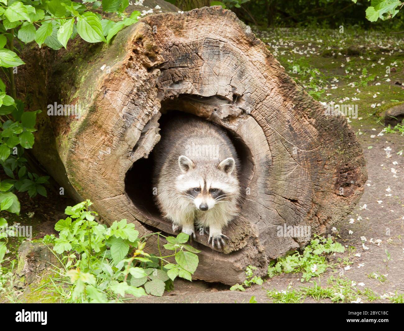 Raccoon nest hi-res stock photography and images - Alamy