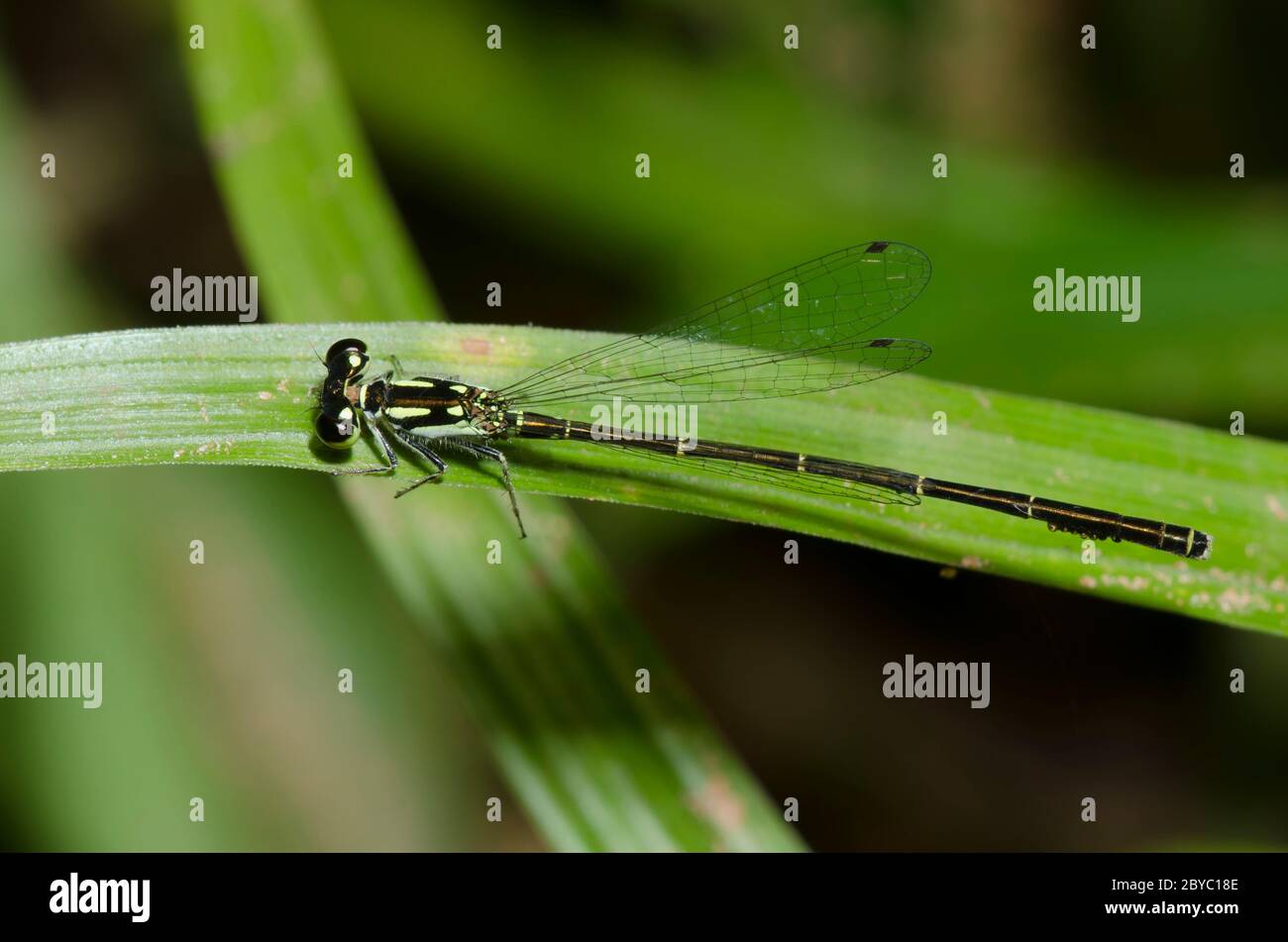 Fragile Forktail, Ischnura posita, male Stock Photo - Alamy