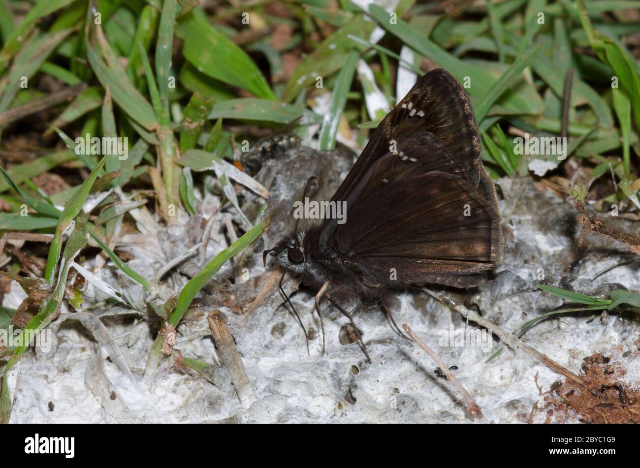 Northern Cloudywing, Cecropterus pylades, male probing bird dropping ...
