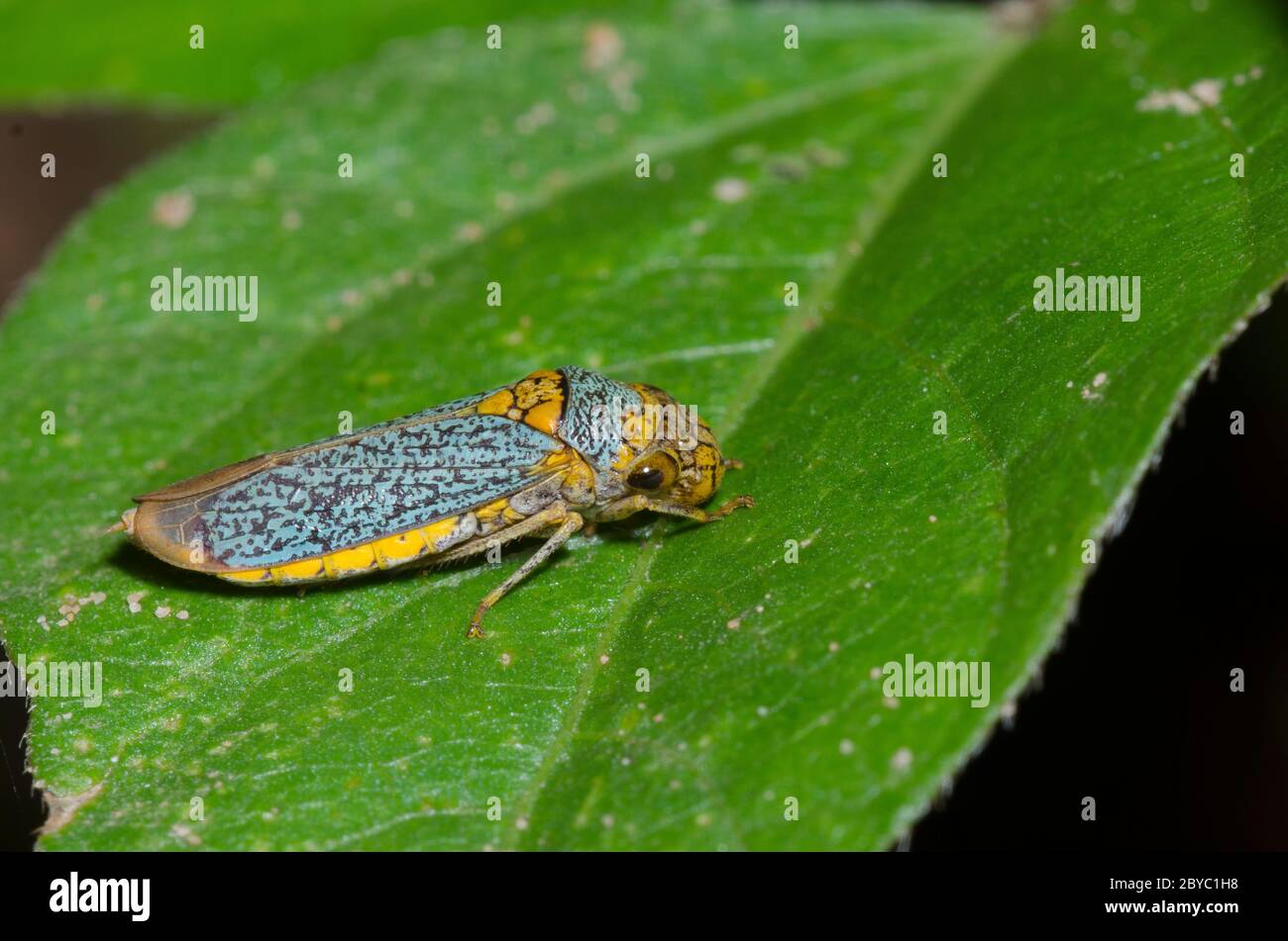 Broad-headed Sharpshooter, Oncometopia orbona Stock Photo - Alamy