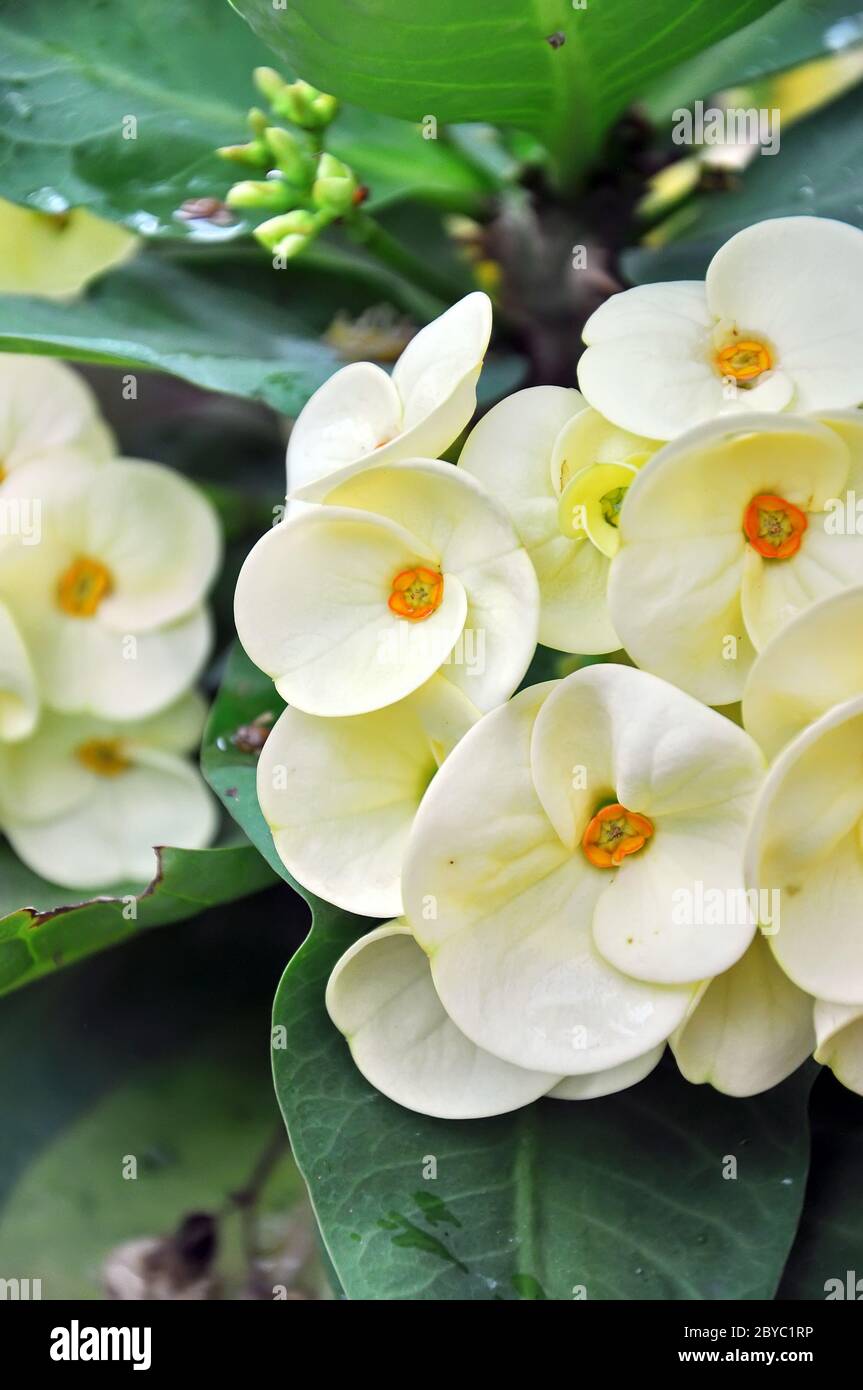 Sian plant hi-res stock photography and images - Alamy