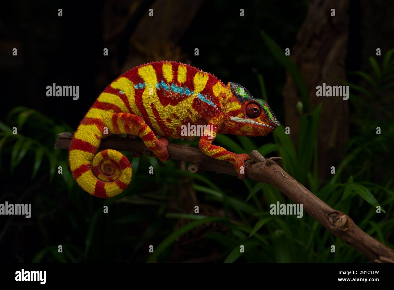 Colorful lizard beautiful Panther chameleon Stock Photo - Alamy