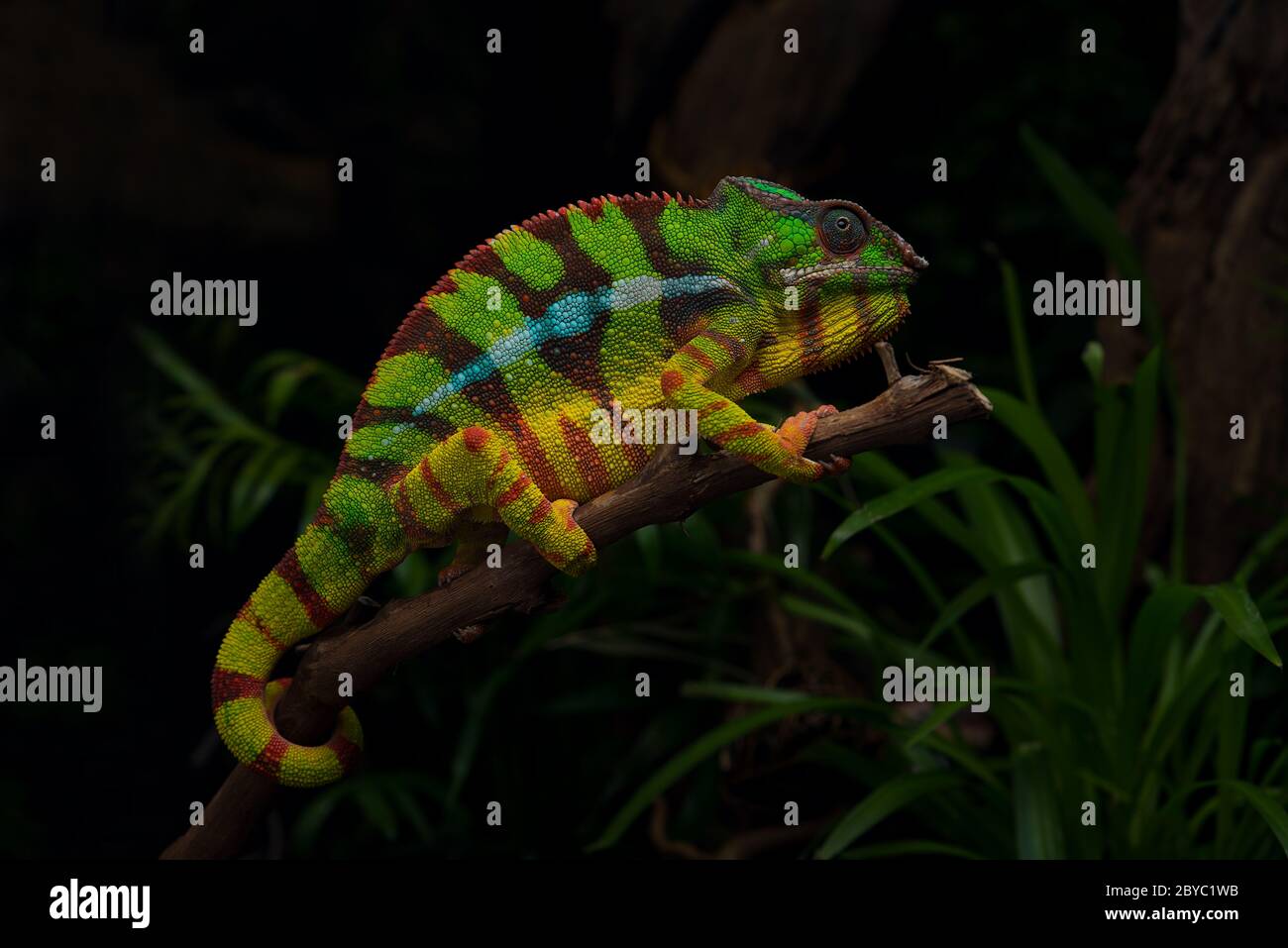 Colorful lizard beautiful Panther chameleon Stock Photo - Alamy