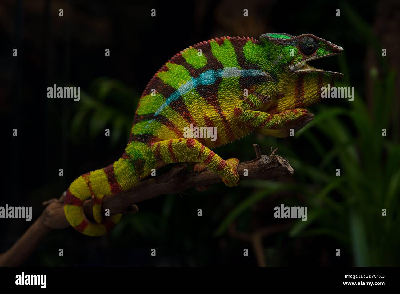 Colorful lizard beautiful Panther chameleon Stock Photo - Alamy