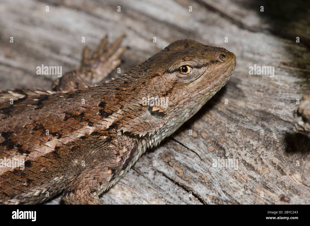 Lizard face hi-res stock photography and images - Alamy