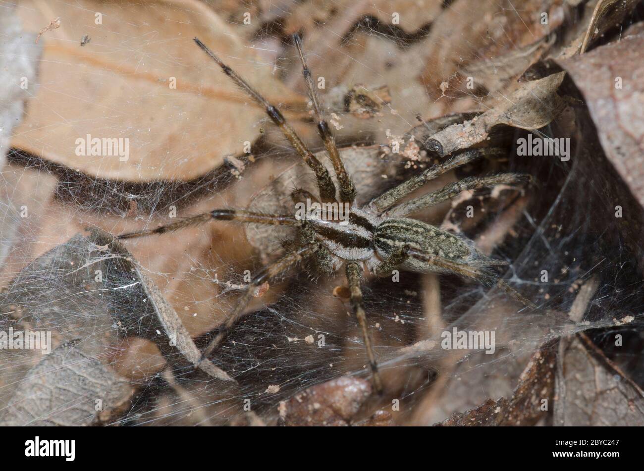 Funnelweb Spider, Family Agelenidae Stock Photo - Alamy