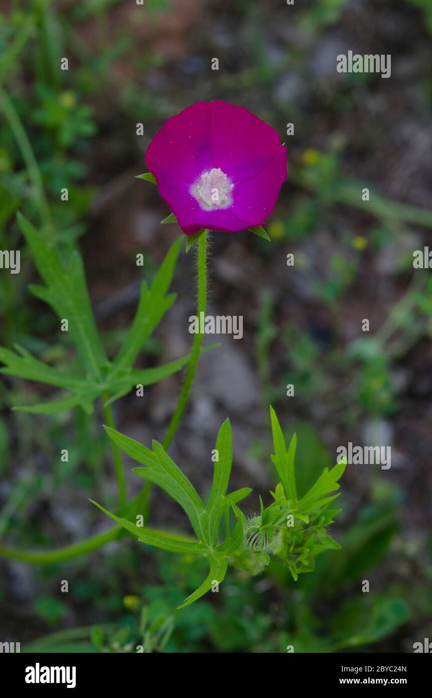 Purple poppy mallow callirhoe involucrata hi-res stock photography and ...