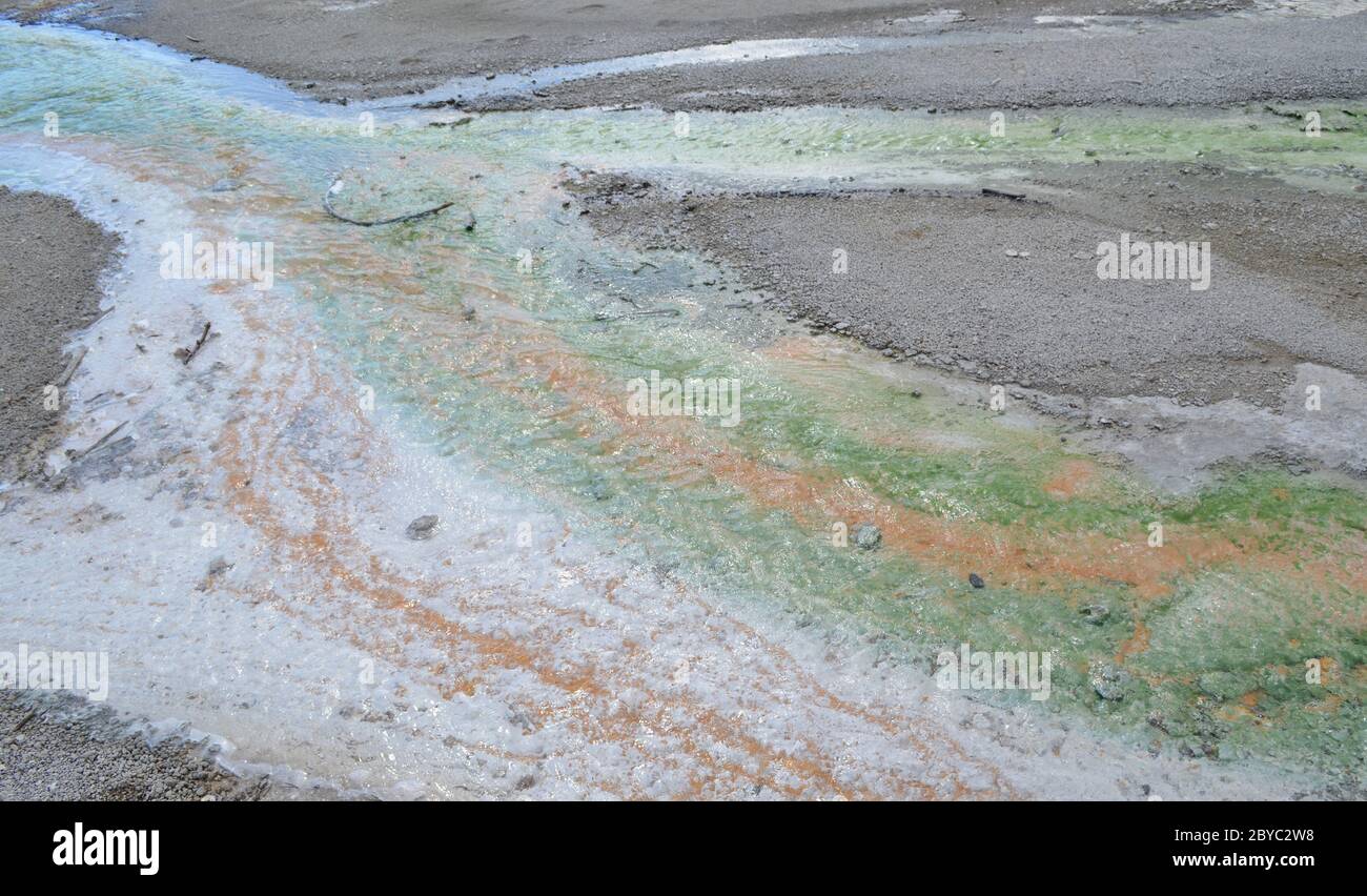 Late Spring in Yellowstone National Park: Green Streamers of Cyanidium ...