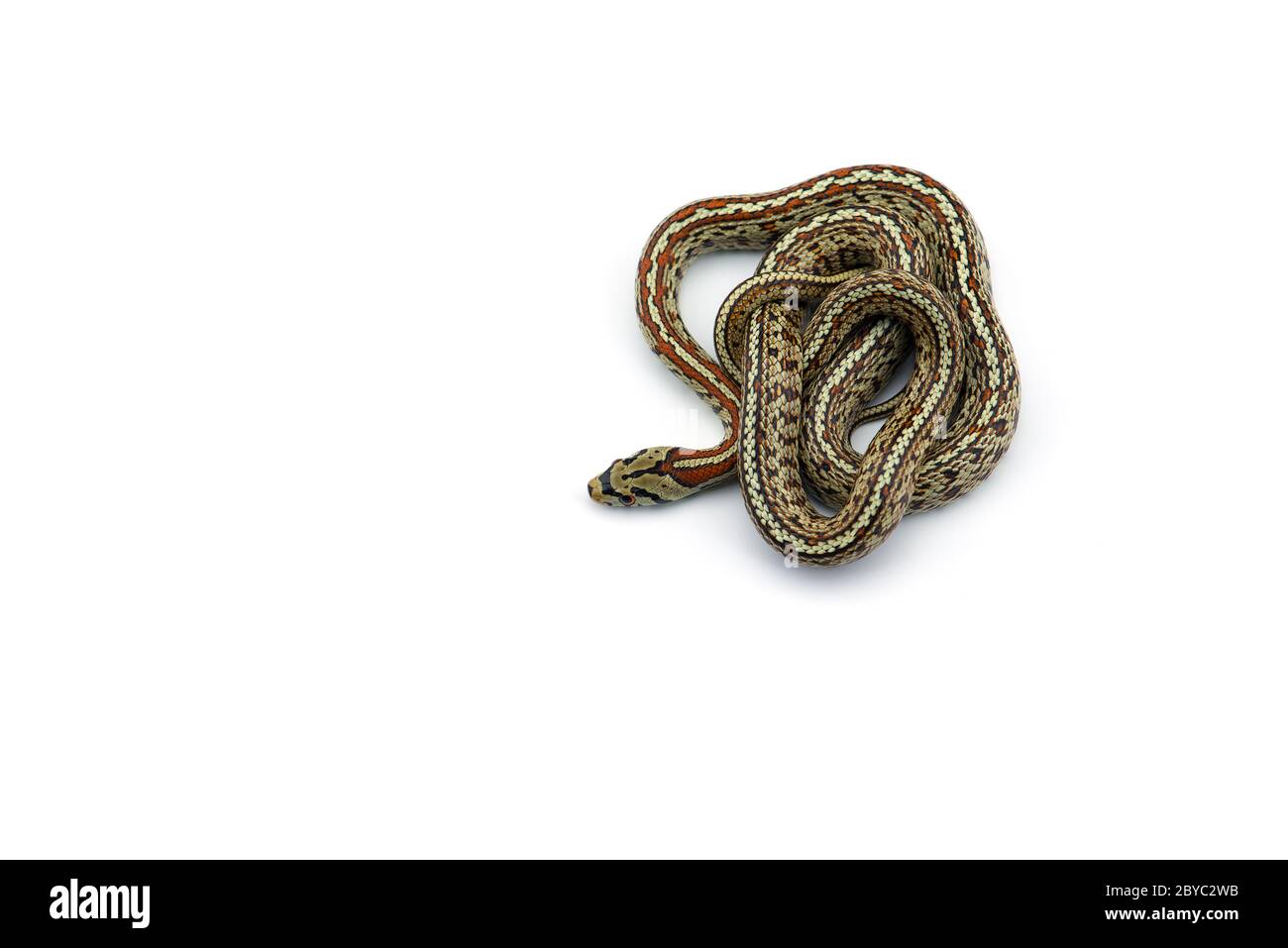 Baby rat snake hi-res stock photography and images - Alamy