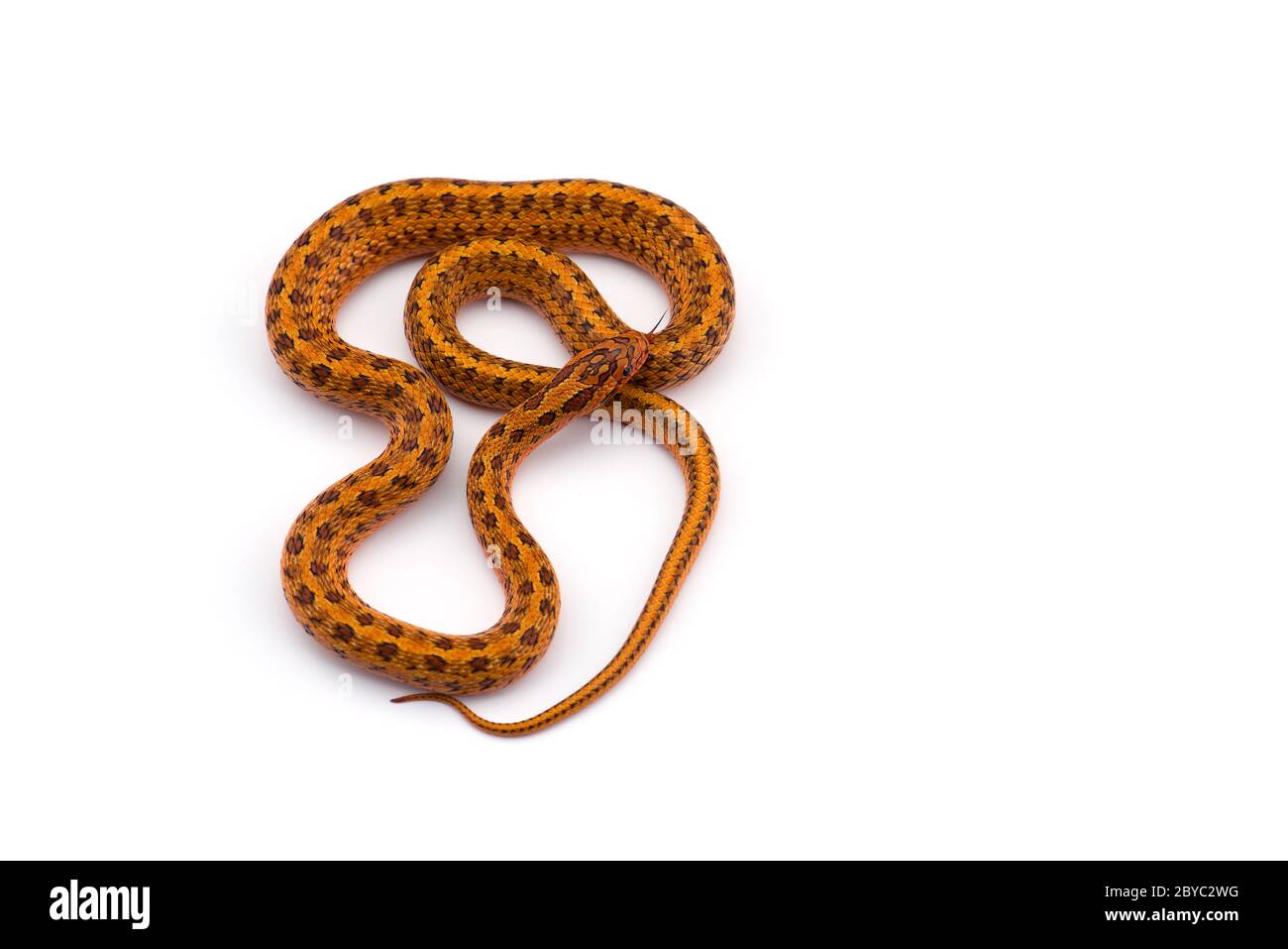 Korean rat snake Cut Out Stock Images & Pictures - Alamy