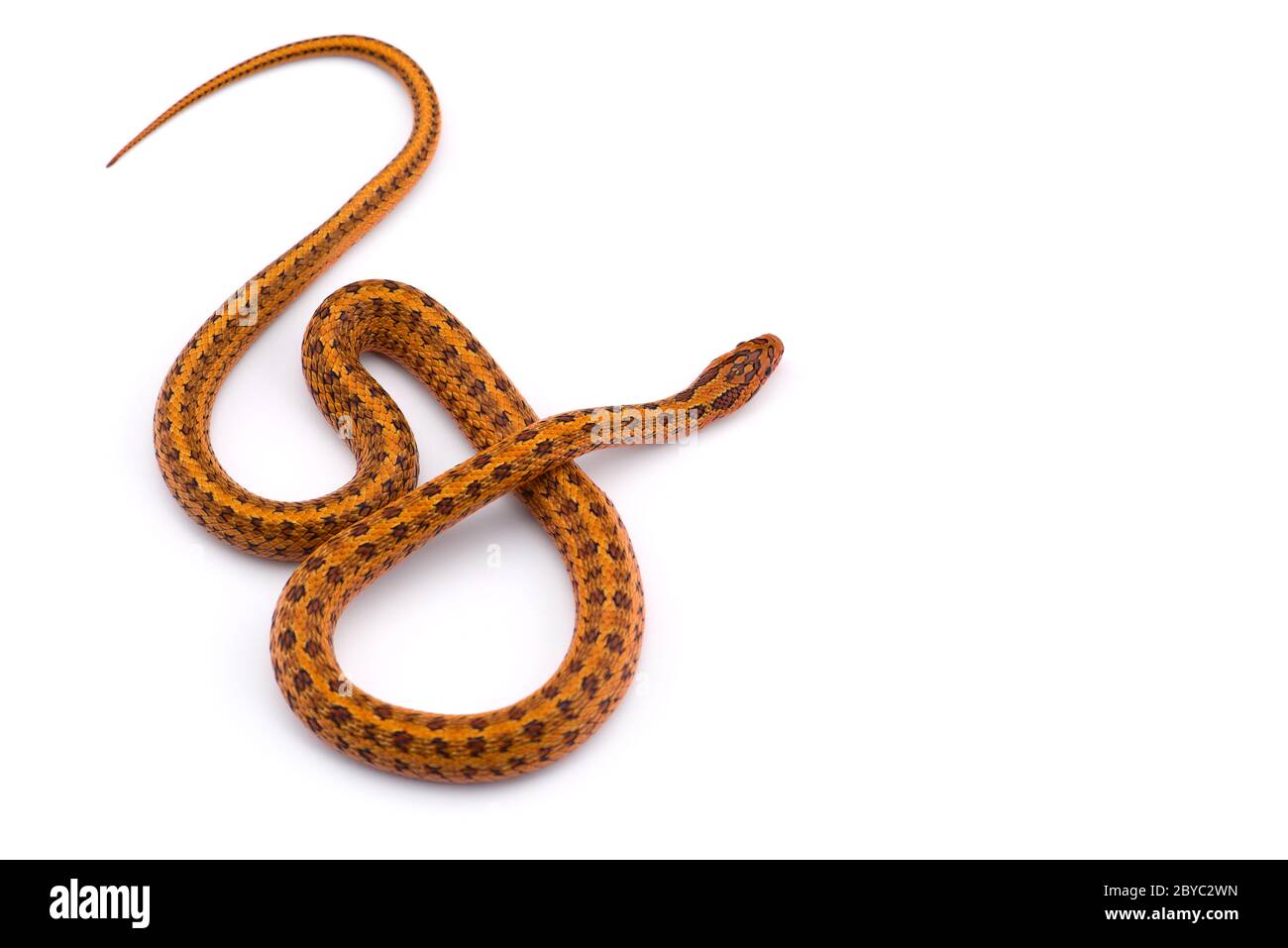 Steppe rat snake top view isolated on white bacground Stock Photo - Alamy
