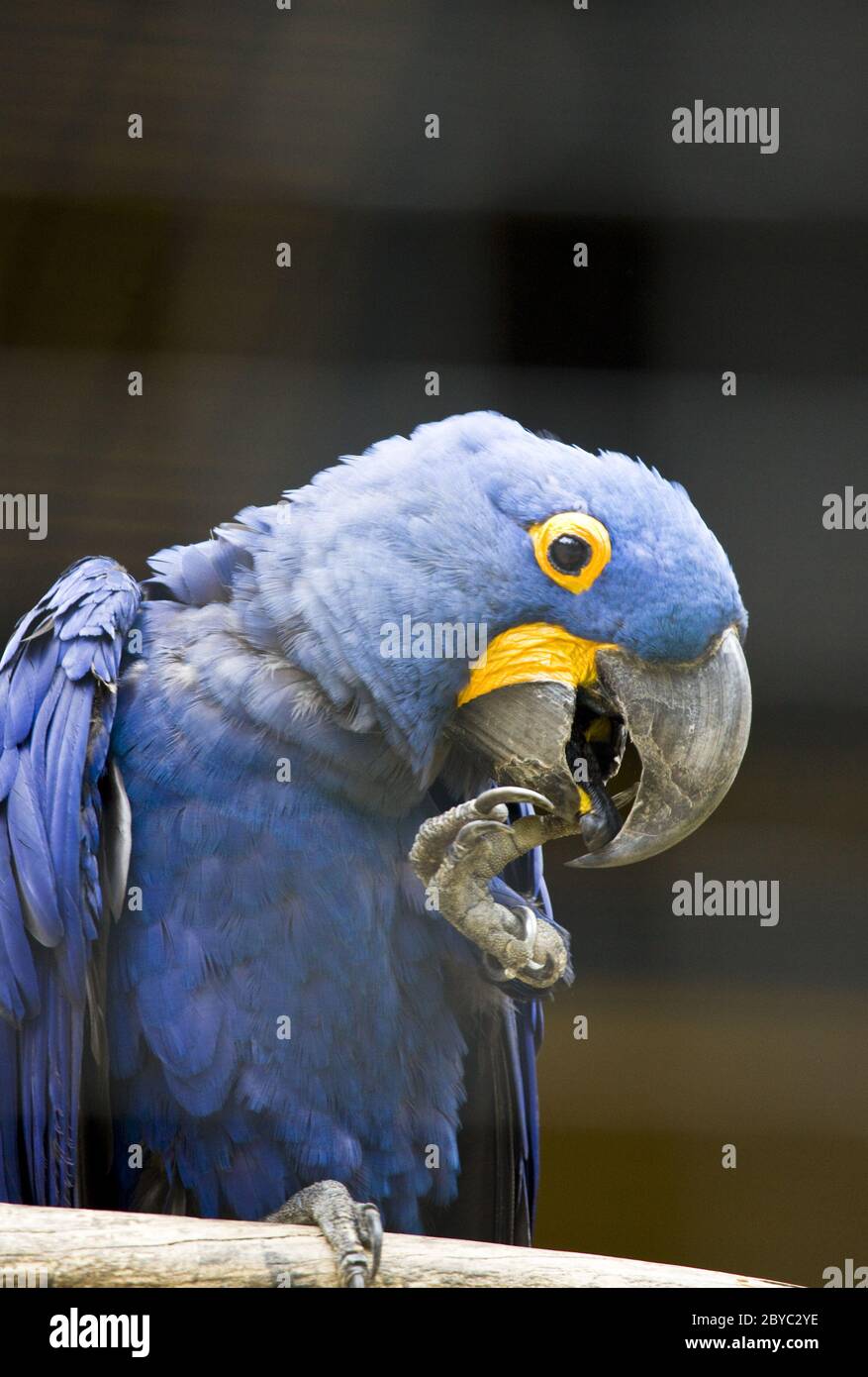 Beautiful colorful parrot Stock Photo - Alamy