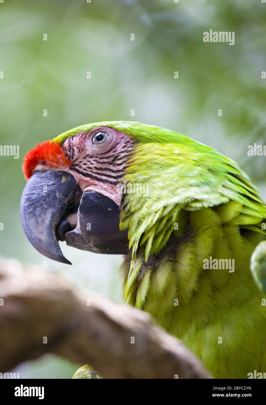 Beautiful colorful parrot Stock Photo - Alamy