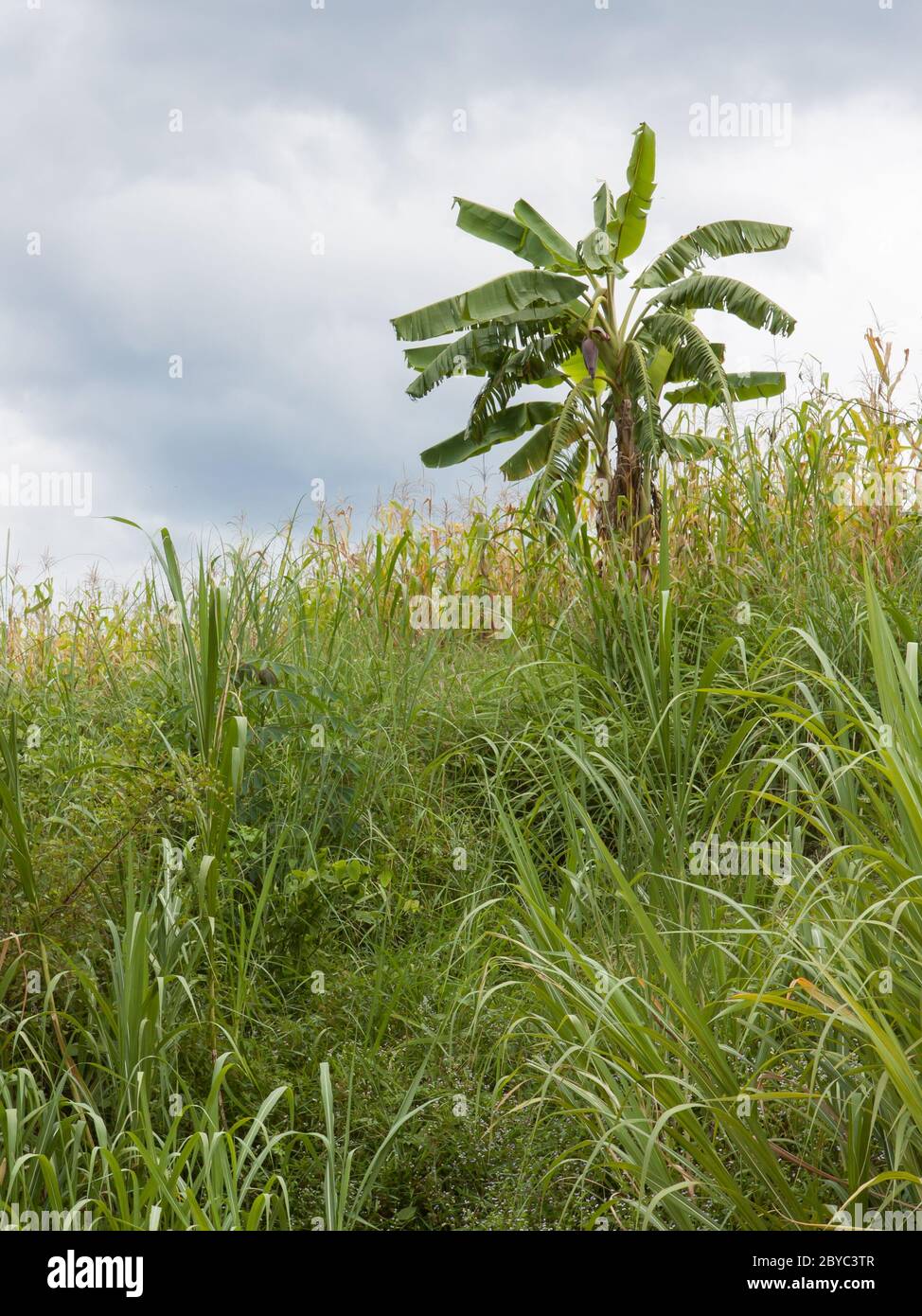 Banana tree hidden in the jungle Stock Photo - Alamy