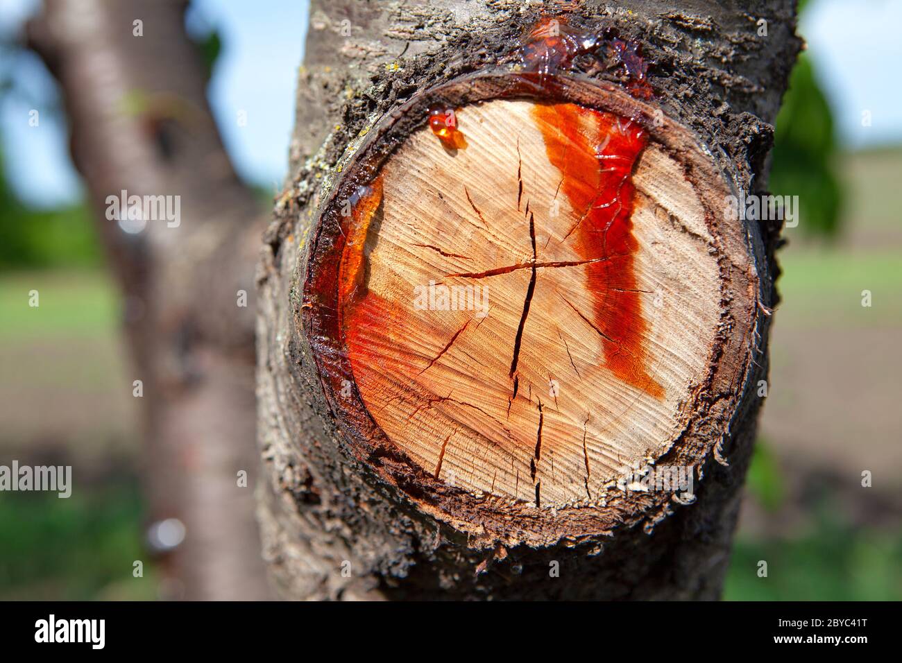 tree with cut branch , wooden surface with wood resin Stock Photo - Alamy