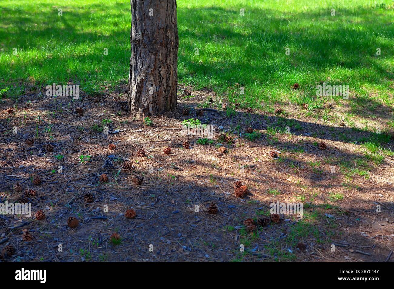 coniferous cones are around the tree trunk Stock Photo - Alamy