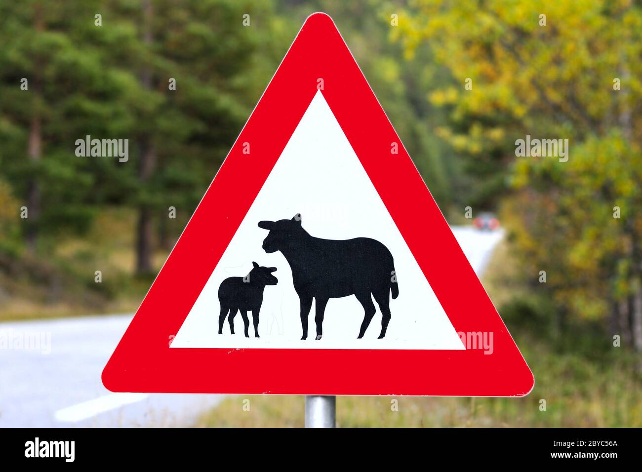 Caution sheep hi-res stock photography and images - Alamy