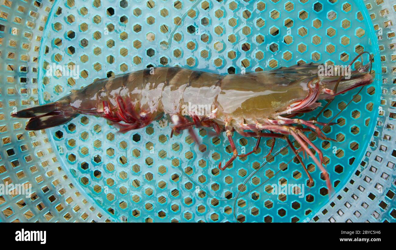 Large living prawn on a Vietnamese market Stock Photo - Alamy