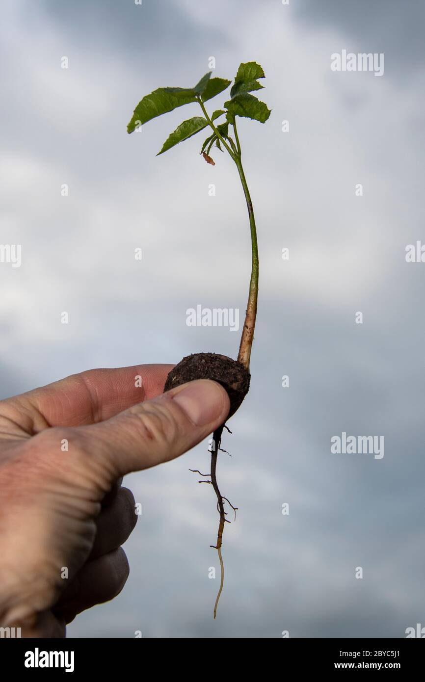Walnut tree (Juglans regia) sapling Stock Photo - Alamy