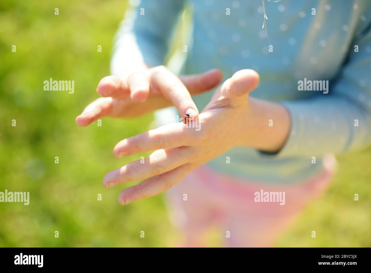 Close-up of childs hands with a ladybug. Child exploring nature. Fun ...