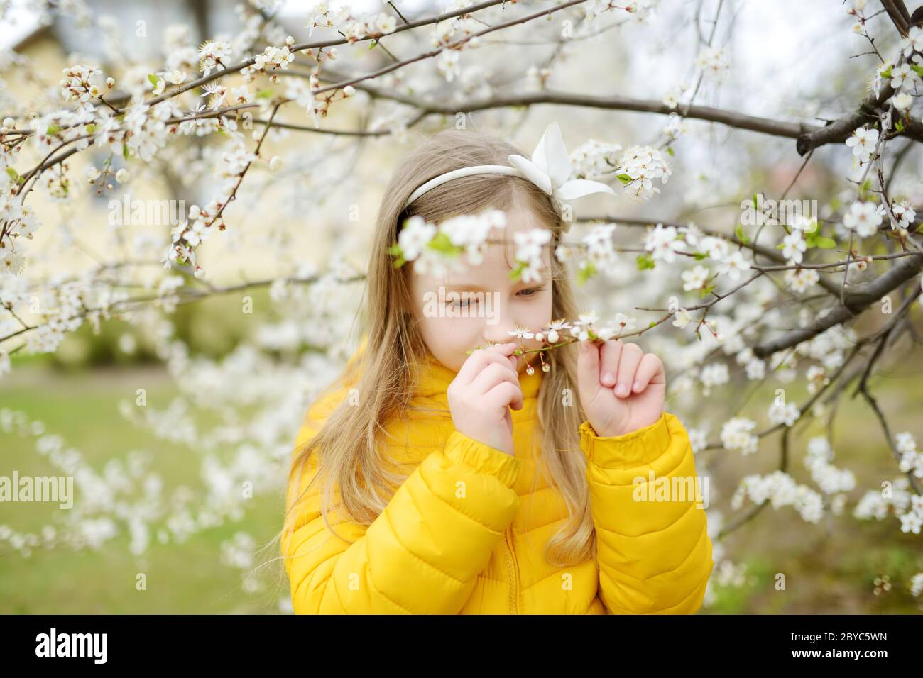 Adorable little girl in blooming apple tree garden on beautiful spring day. Cute child picking ...