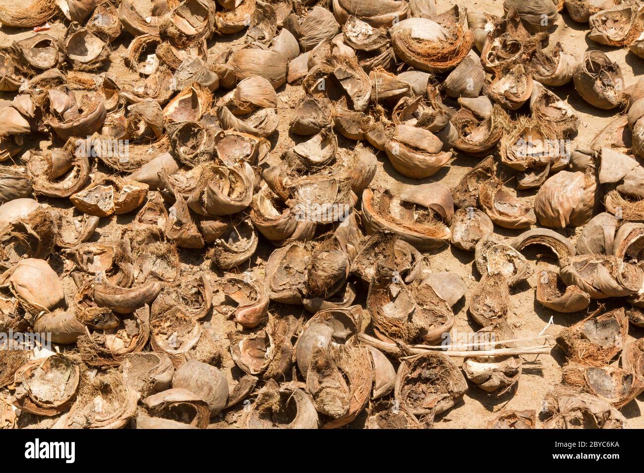 Pile of discarded coconut husks Stock Photo - Alamy