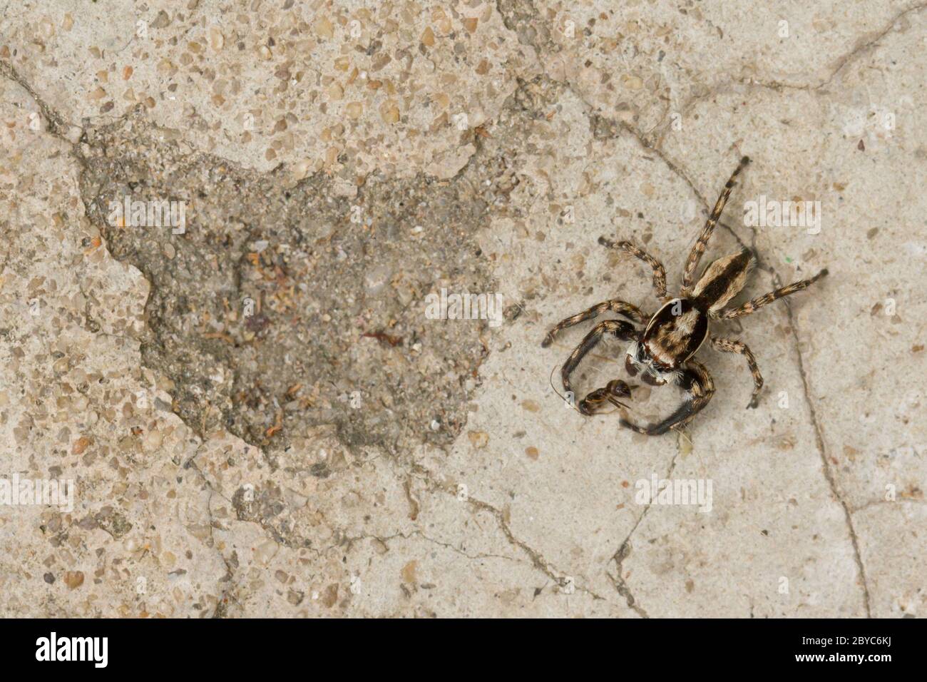 Small spider hunting Stock Photo - Alamy